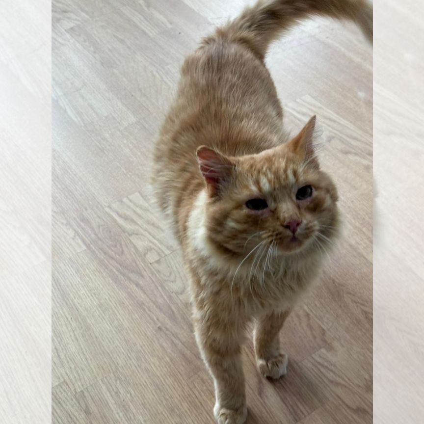 Мейн-кун, взрослый кот