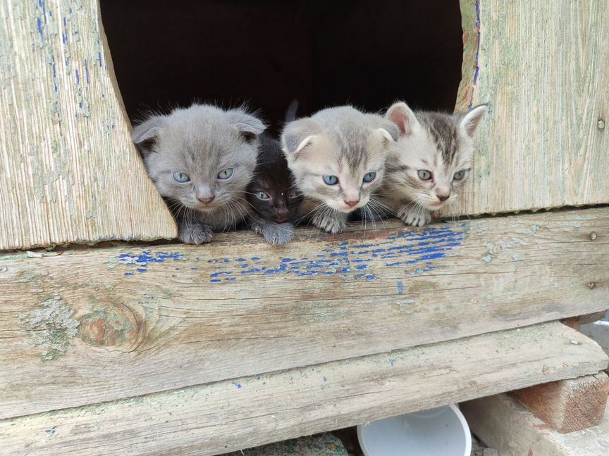 Котята в добрые руки