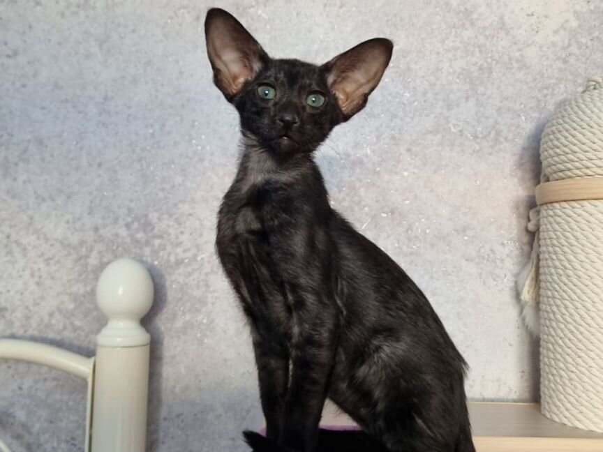 Ориентальные котята продажа