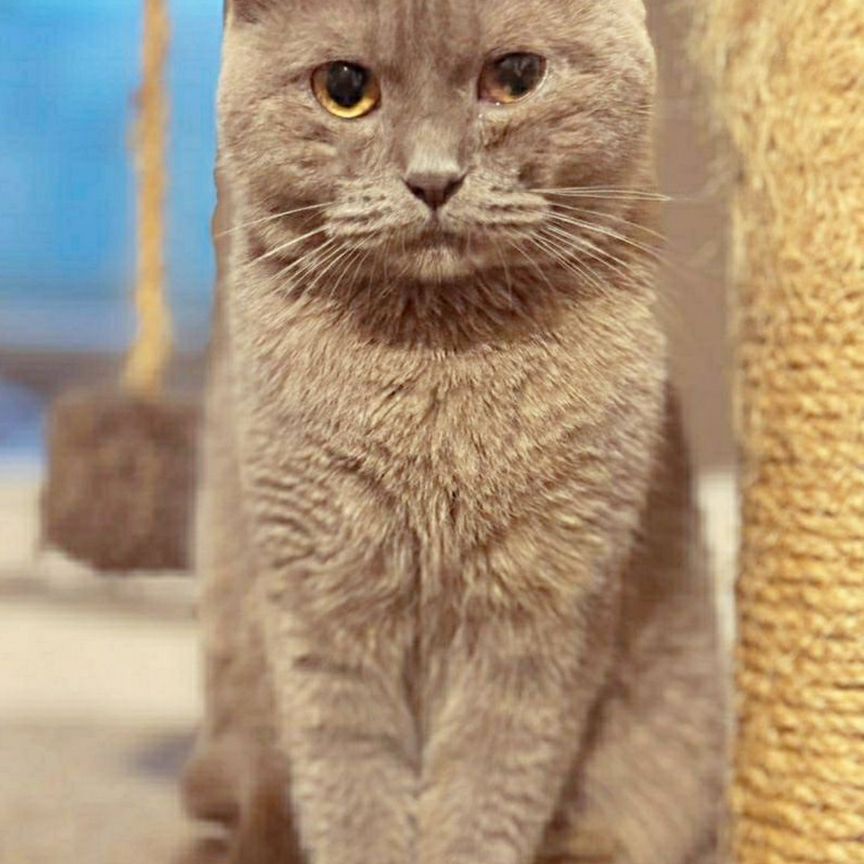 Котенок дымчатый Британец