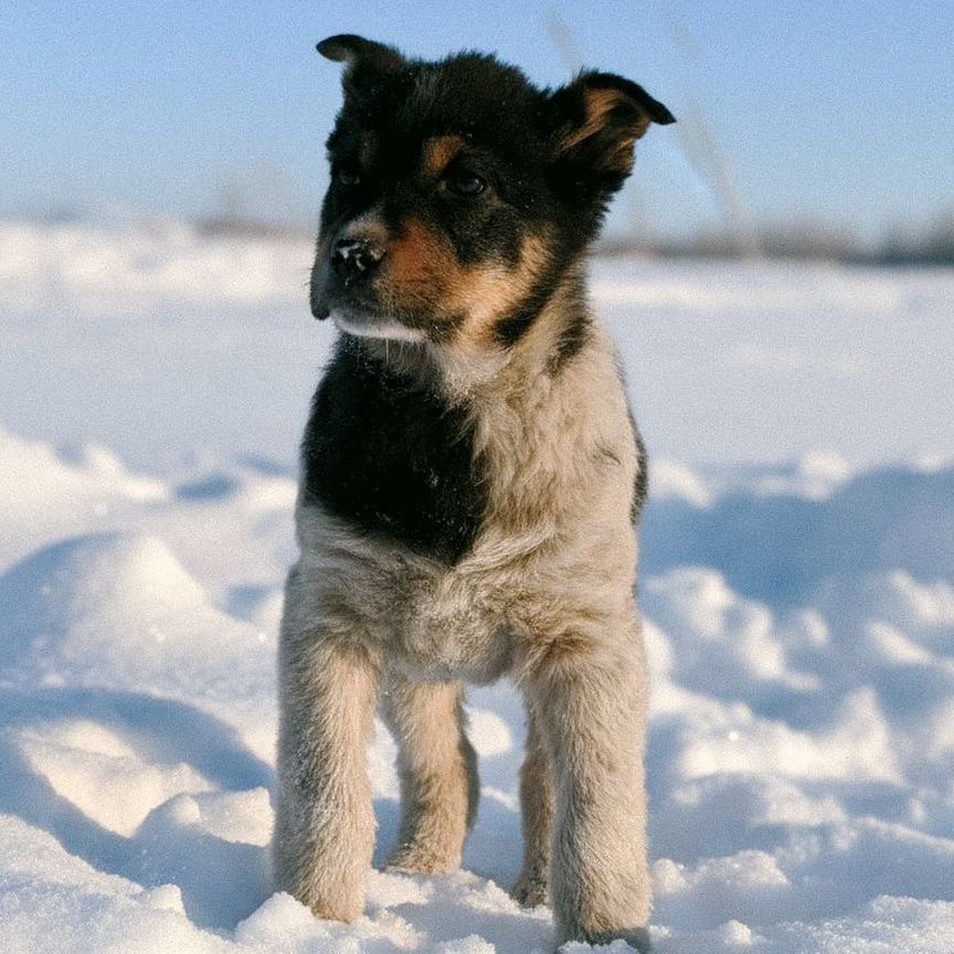 Щенок в добрые руки
