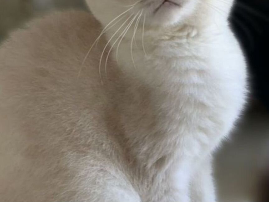 Шотландская кошечка 1,8 мес