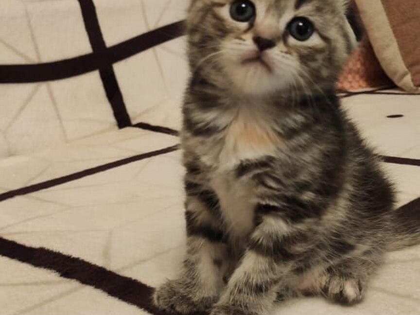 Кошки