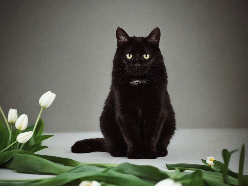 Кошка из приюта