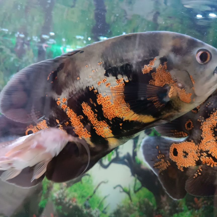 Астронотусы