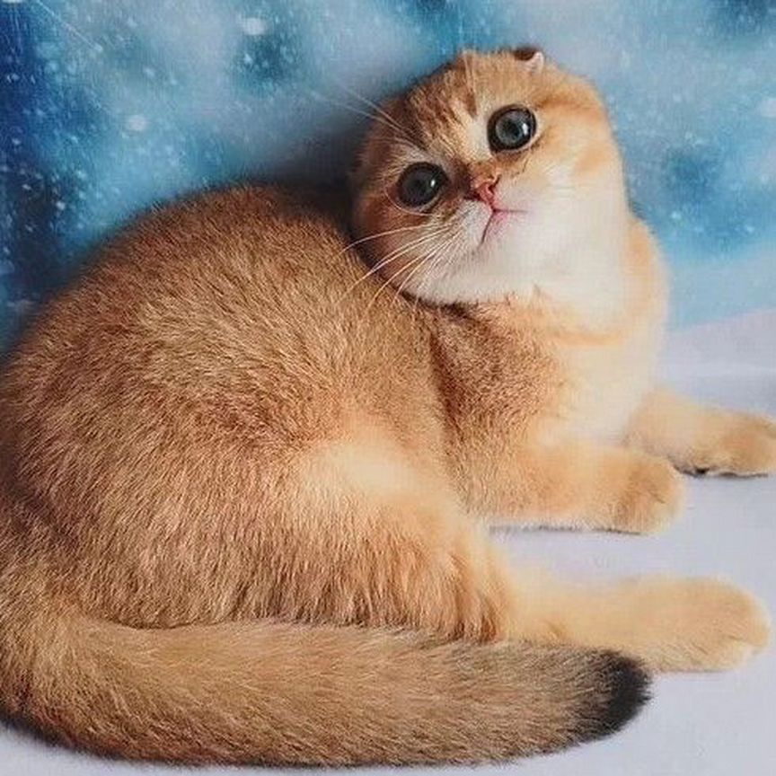 Кошки золотая шиншилла в добрые руки