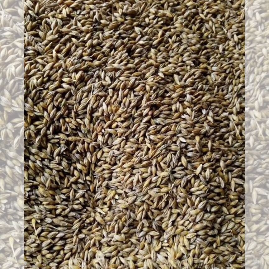 Зерно пшеница ячмень