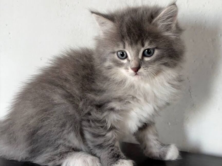 Котенок даром