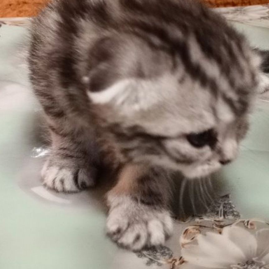 Шотландский вислоухий длинношёрстный котёнок