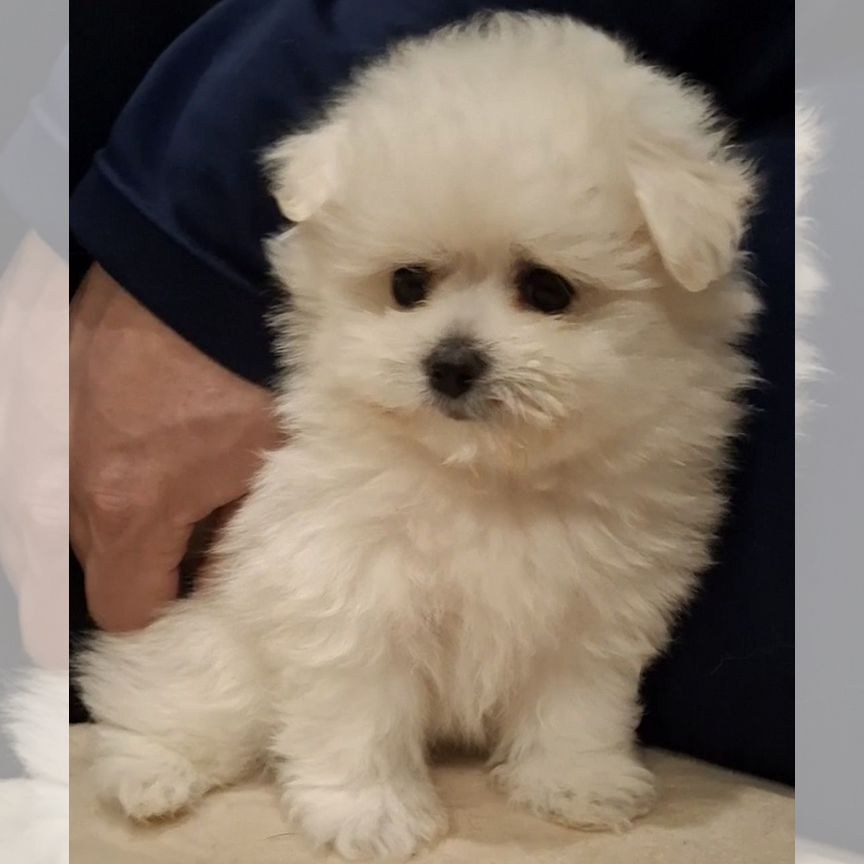 Мальтипу, щенок