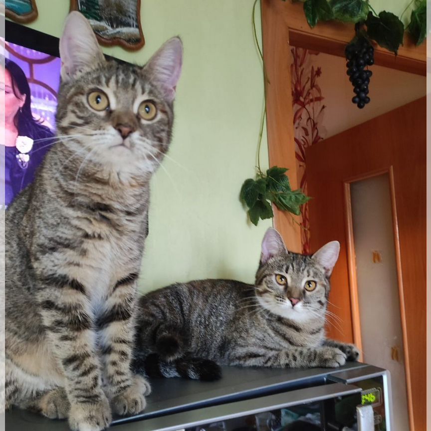 Кошечки стерилизованные