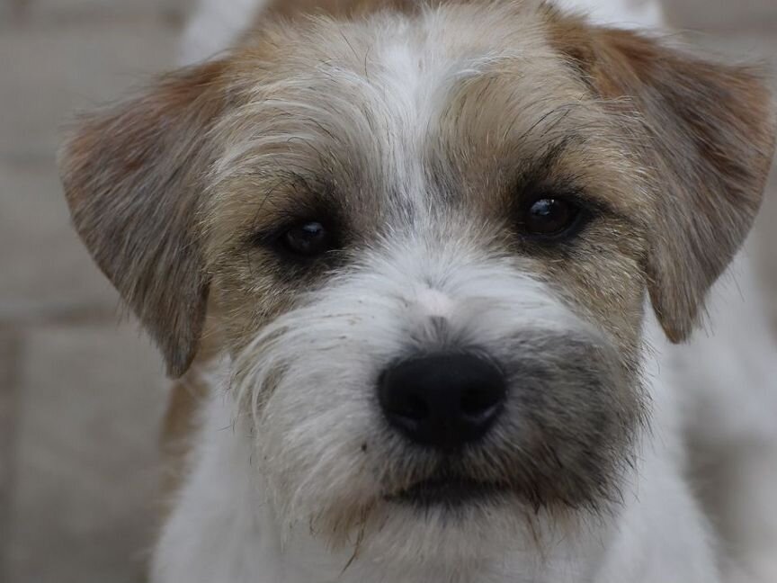 Джек рассел мальчик