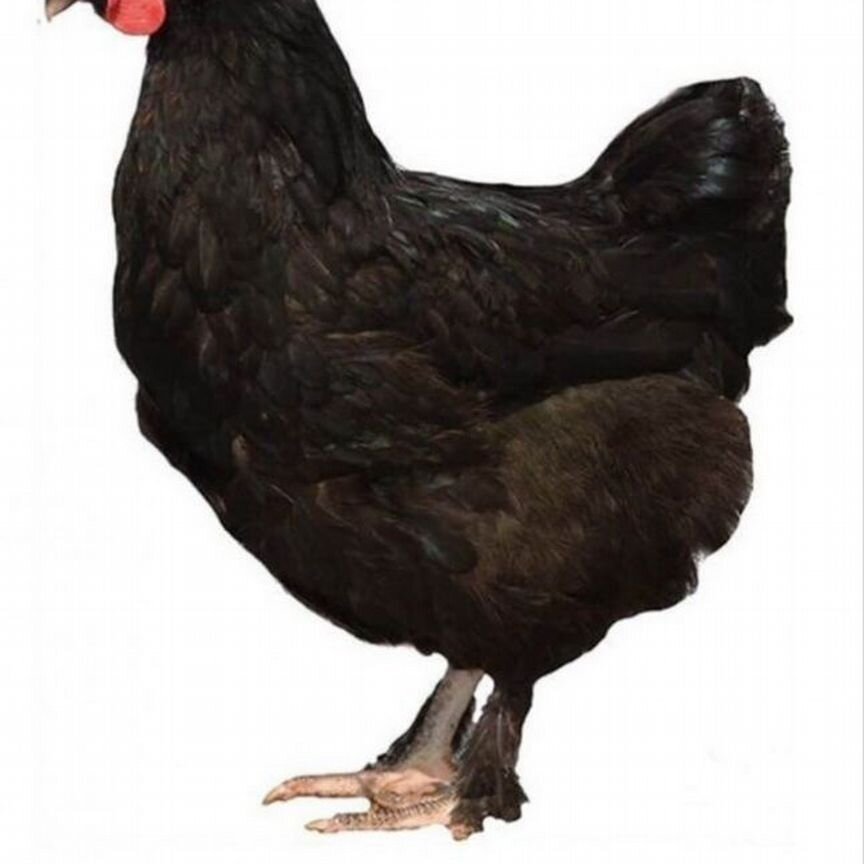 Куры доминант