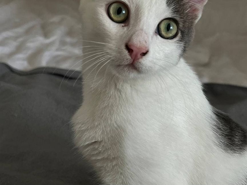 Котенок с Грузии бесплатно