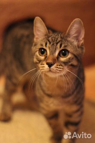 Котик