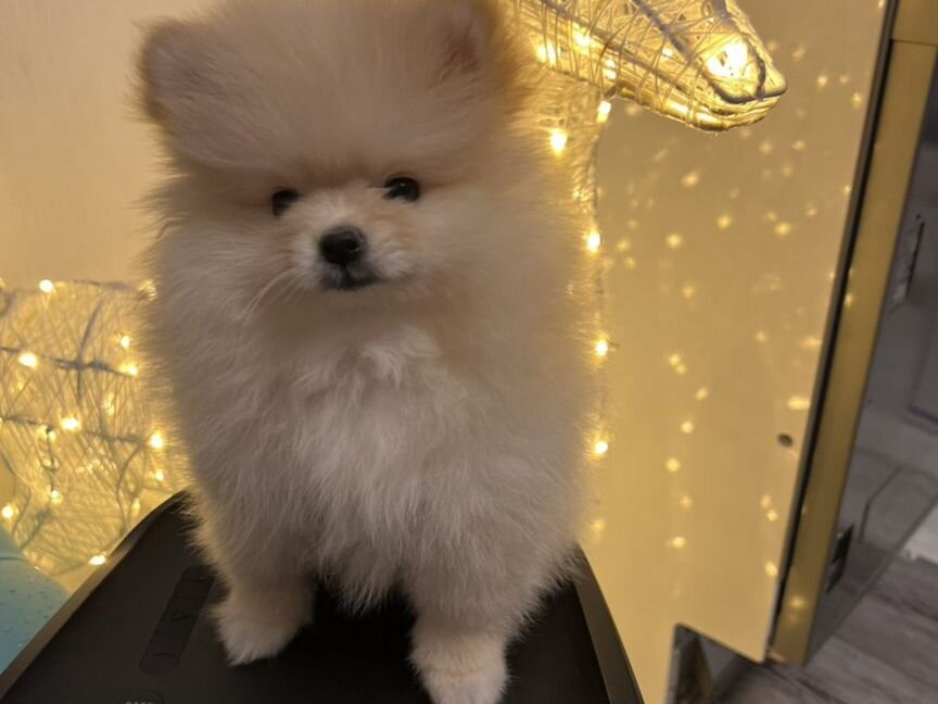 Померанский шпиц мини крем