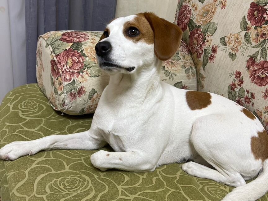 Джек Рассел с биглем