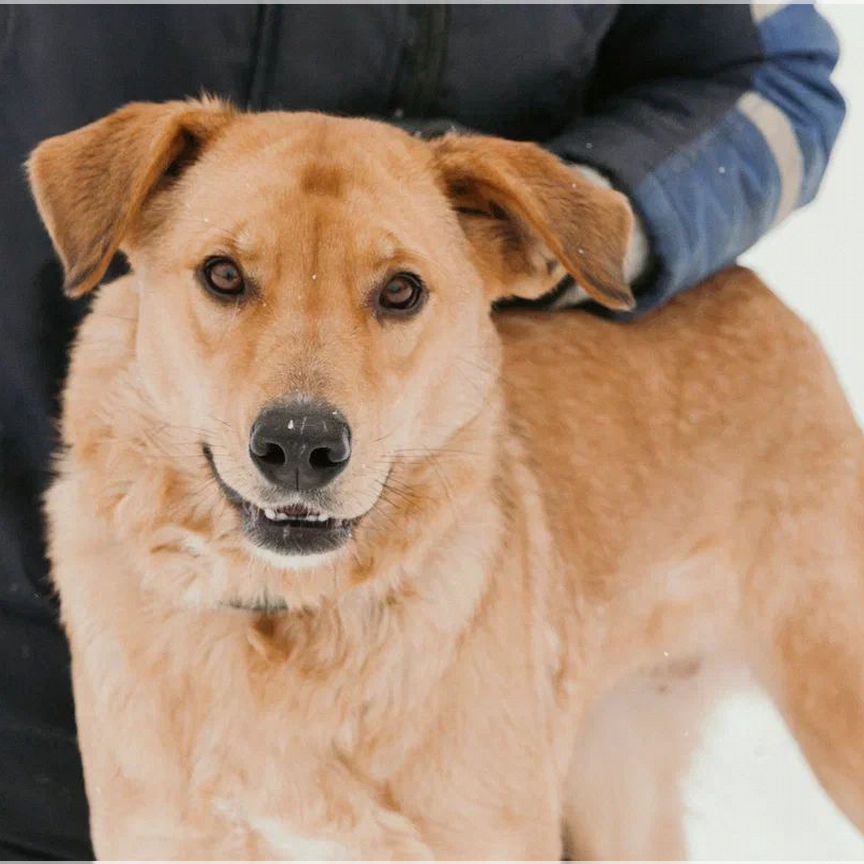 Взрослая собака в добрые руки