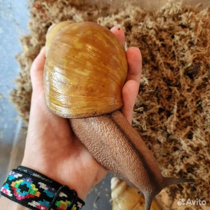 Архахатина Иктерика Кросс Ривер взрослые и улитята