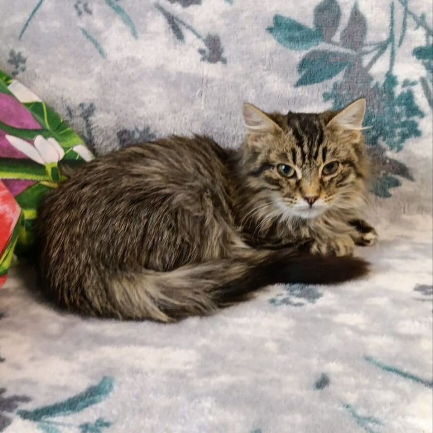 Котенок в добрые руки