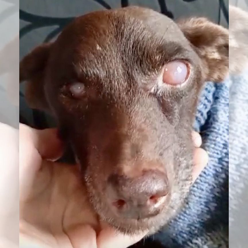 Умерла хозяйка. Хотя бы корм слепому мальчику