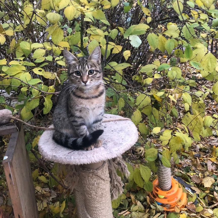Котенку нужен дом