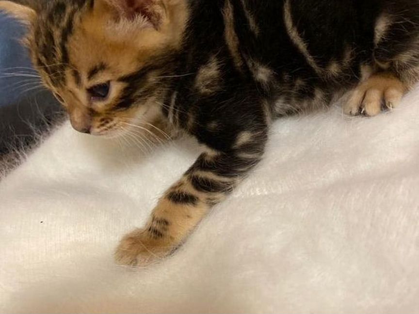 Бенгальская красотка