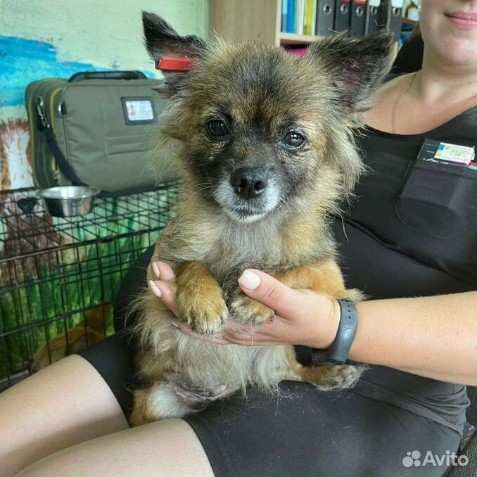 Маленькая собака 5 кг в добрые руки