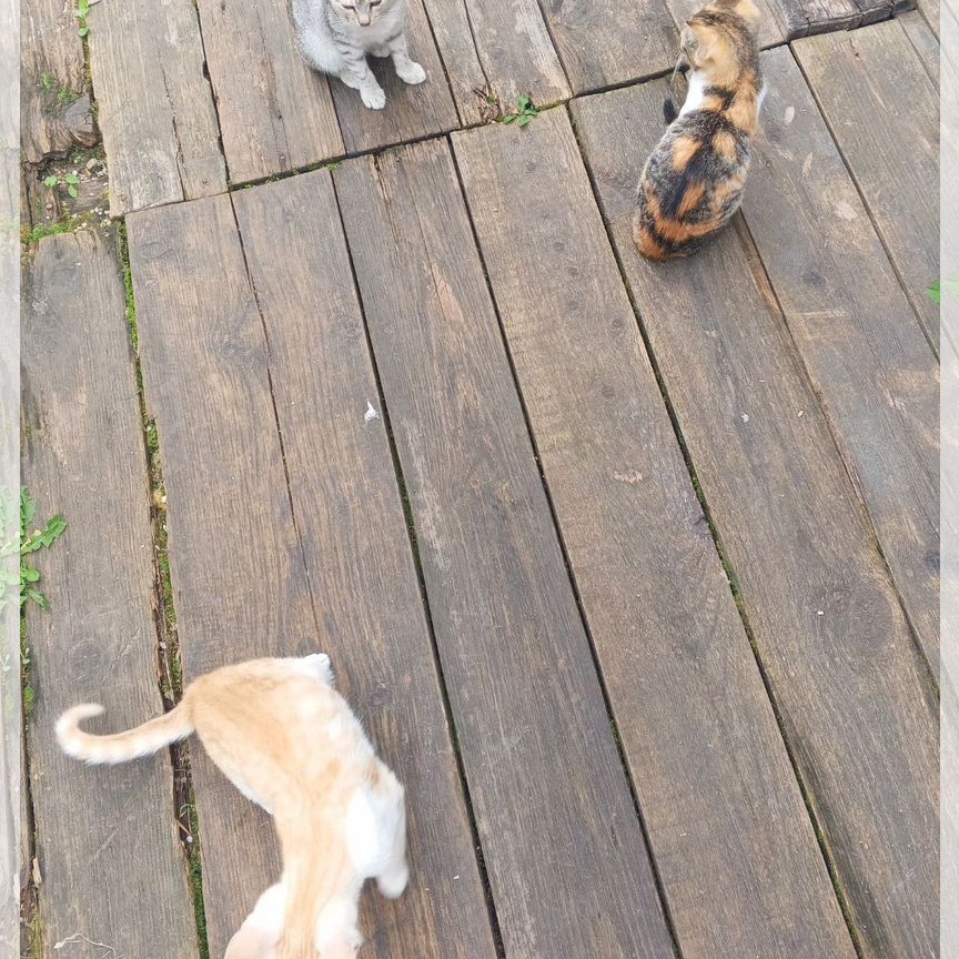Котята в добрые руки бесплатно