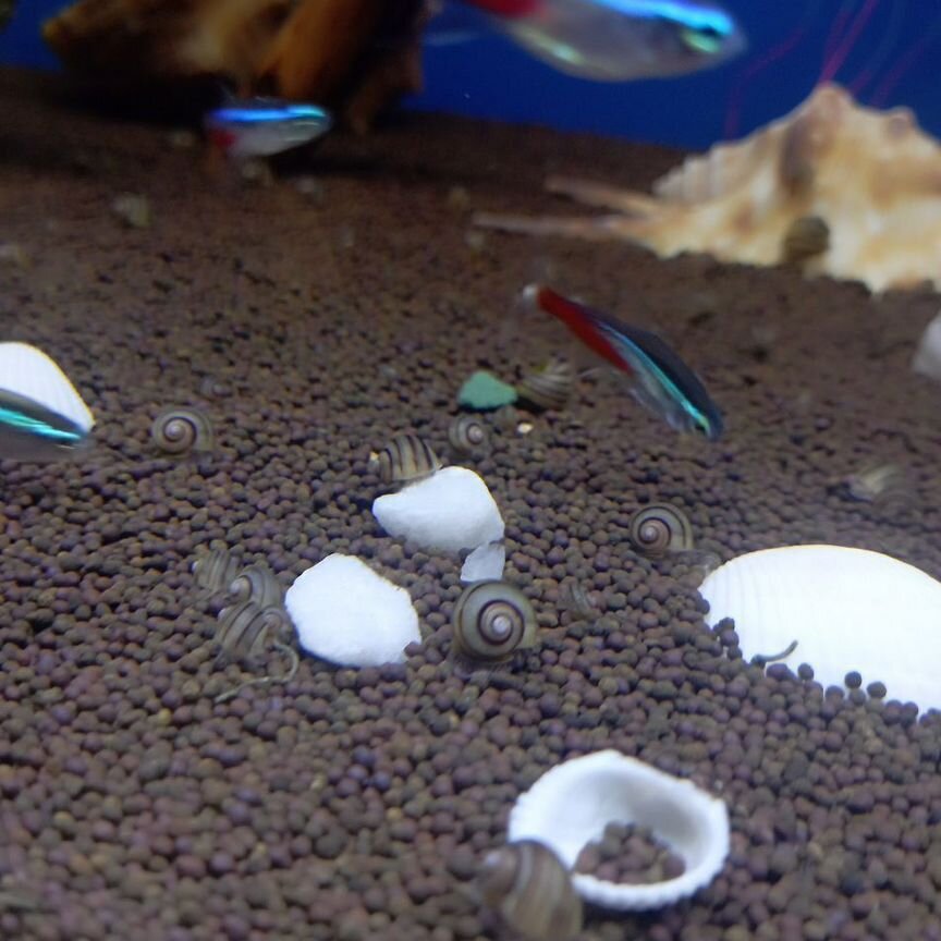 Аквариумные улитки Спикси (Эльф)