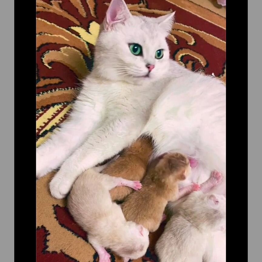 Кошка на разведение Шотландская