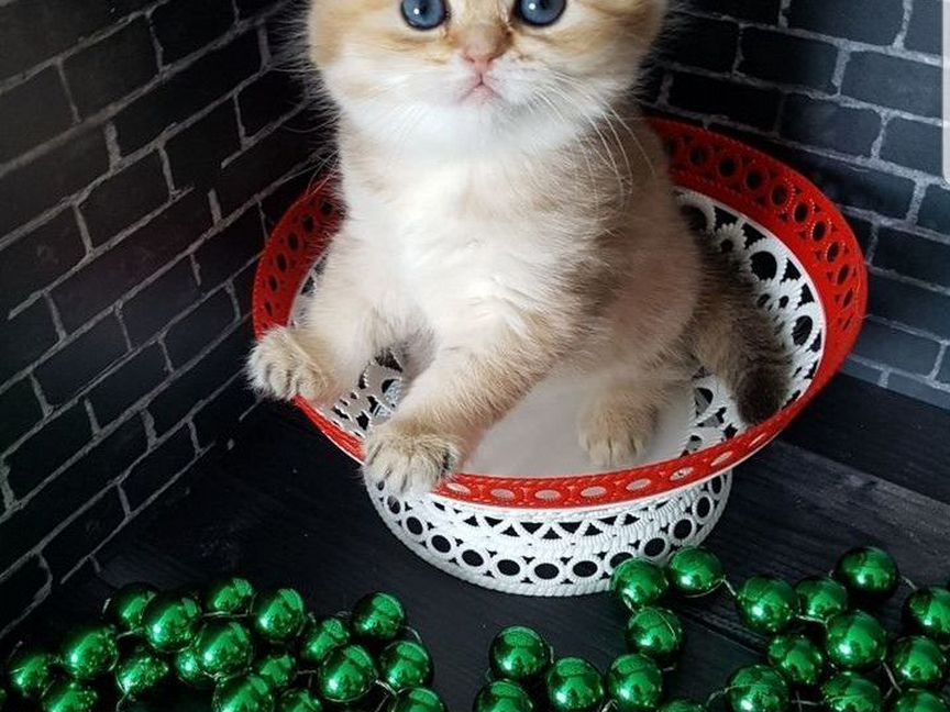 Шотландские золото серебро