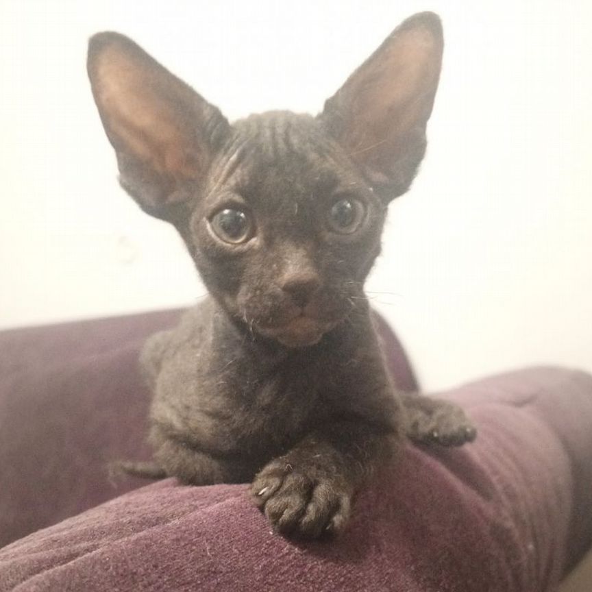 Канадский сфинкс котёнок