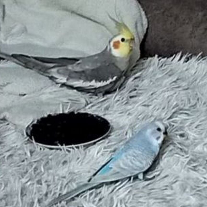 Попугаи волнистый и Корелла, с клеткой