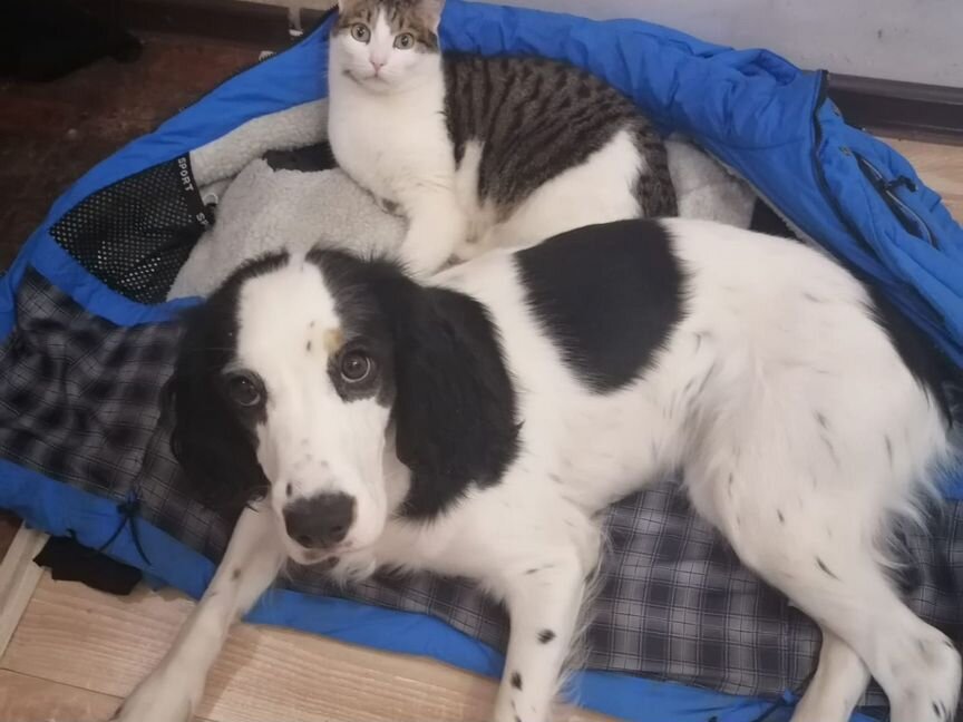 Собака в добрые руки