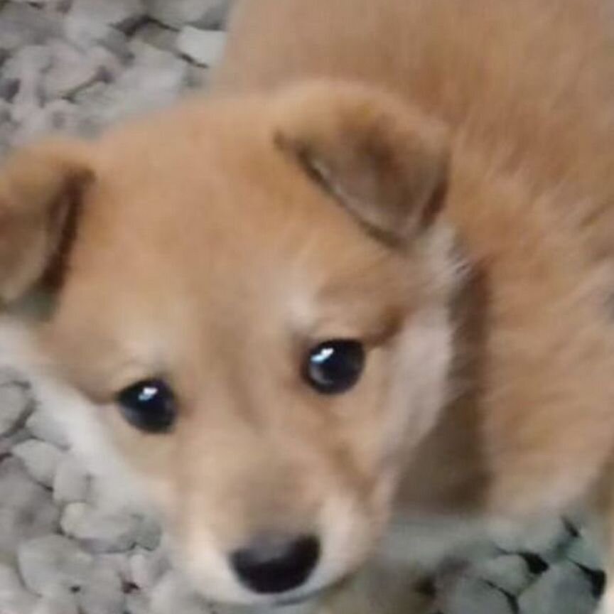 Щеночек мальчик