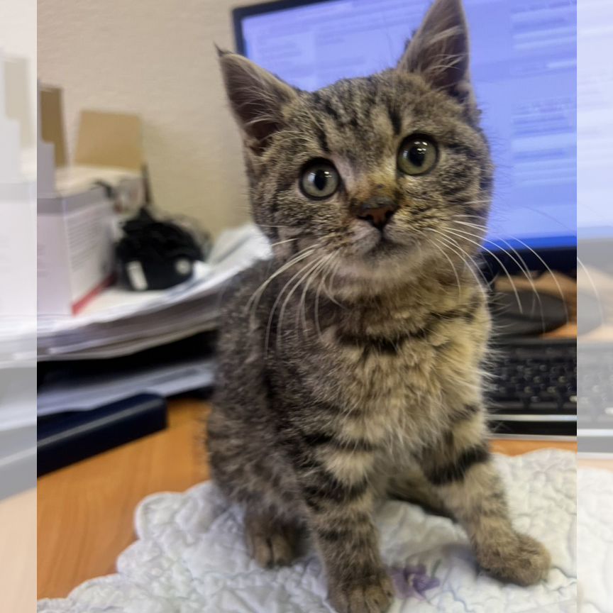 Котёнок в добрые руки