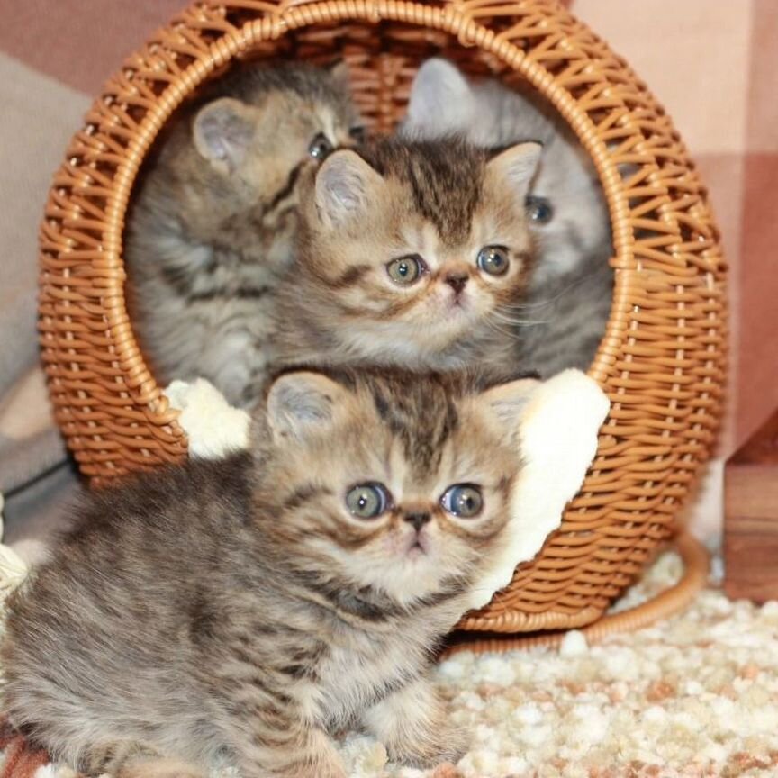 Котята экзоты