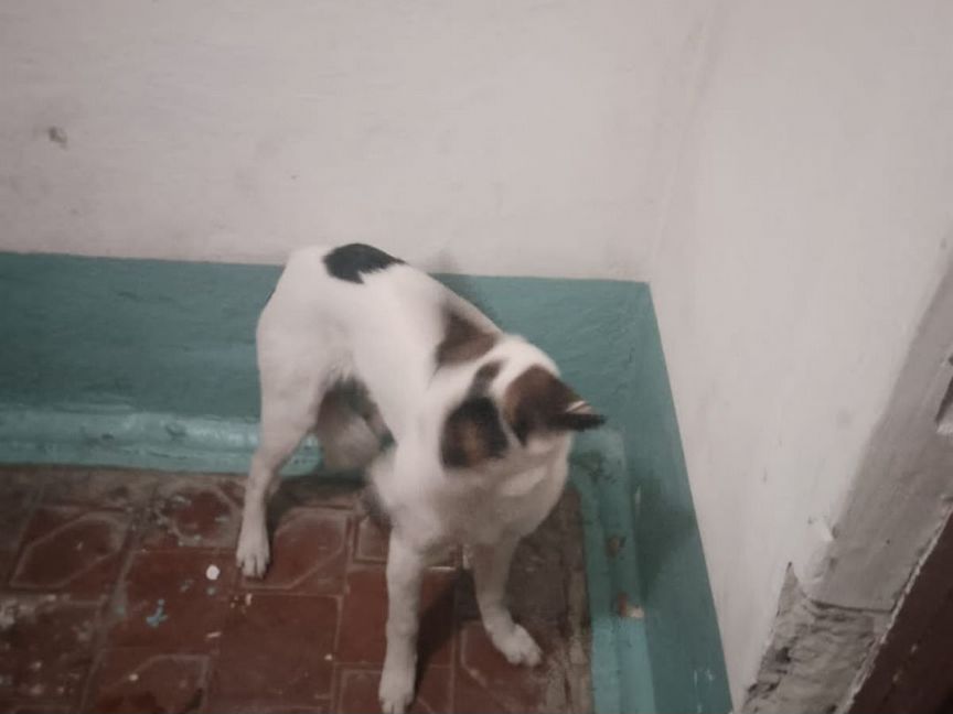 Щенок в добрые руки бесплатно