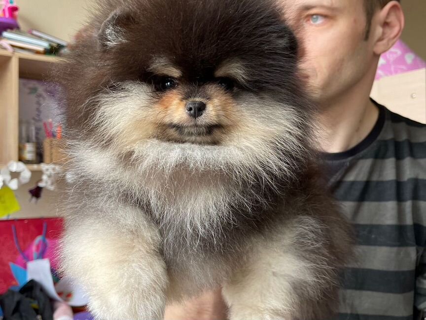 Померанский шпиц шикарный мальчик