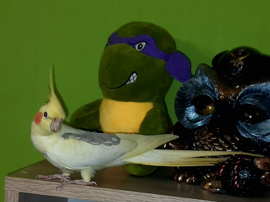 Попугай корелла мальчик