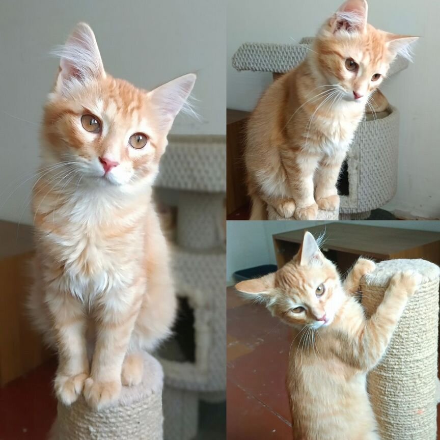 Рыжий котенок