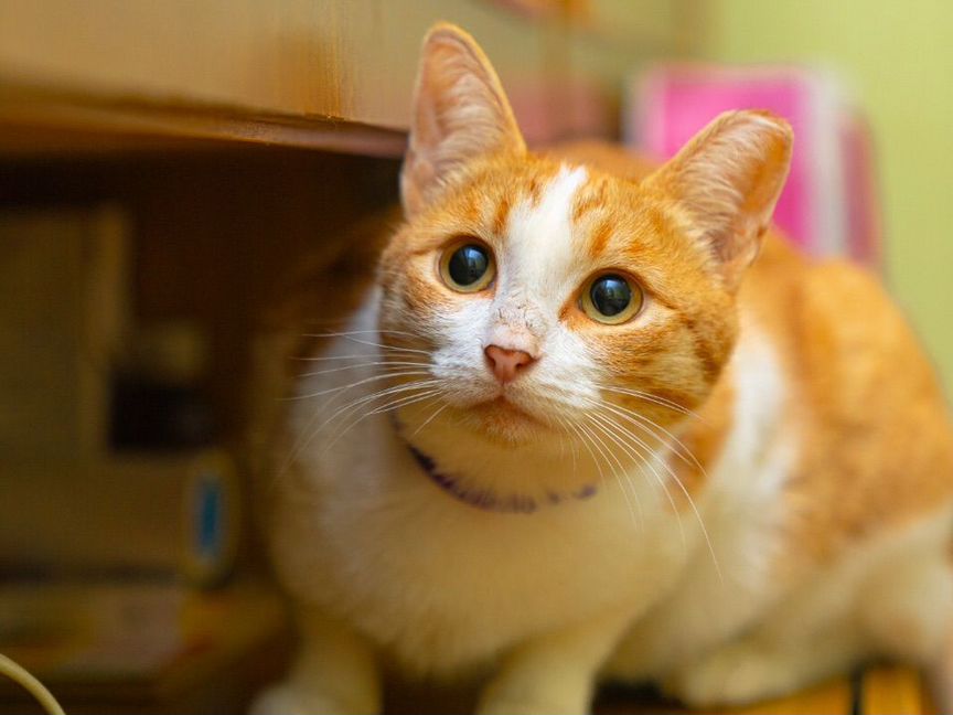 Ласковая маленькая кошечка мурлыка