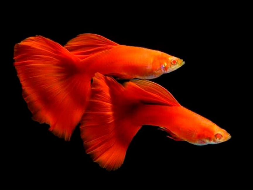 Гуппи фул.рэд.монах.дамбо.сколярии.барбус