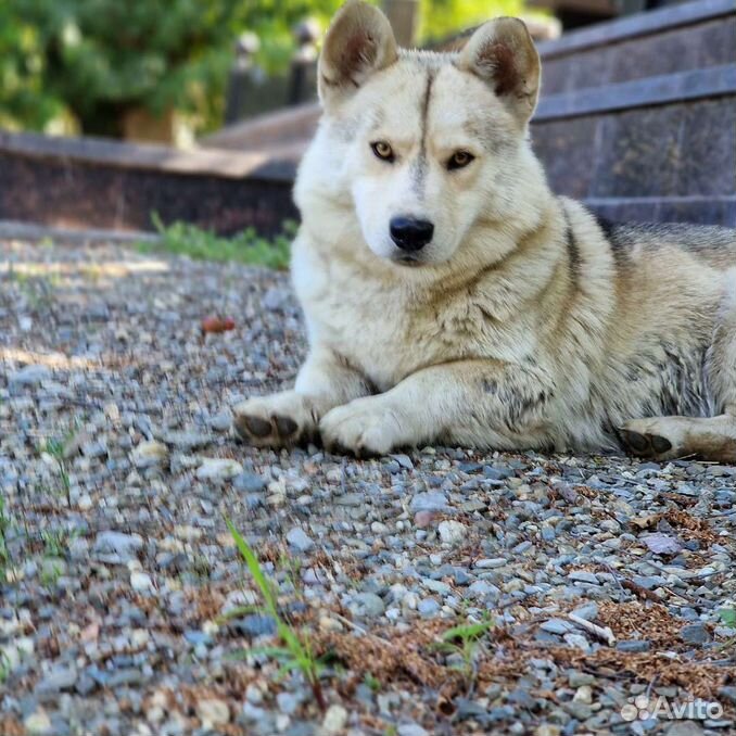 Собаки в хорошие руки корги - хаски