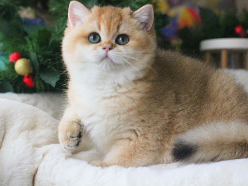 Британская золотая шиншилла мальчик