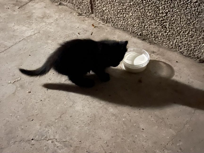 Отдам в добрые руки котенка