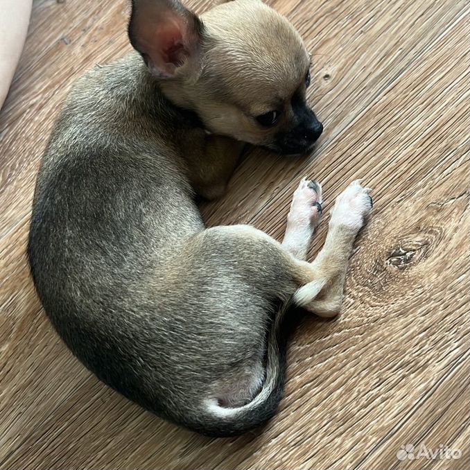 Супер mini чихуахуа