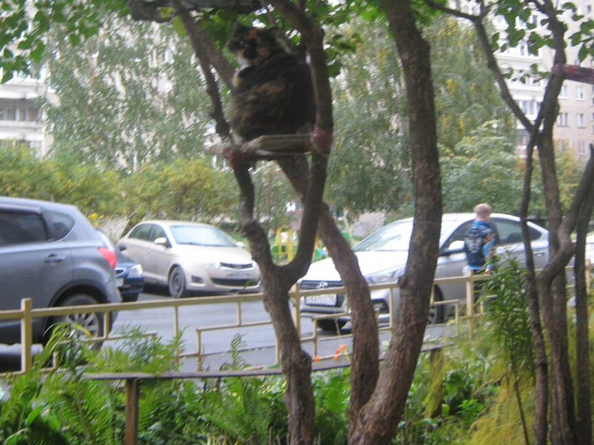 Киска ищет дом