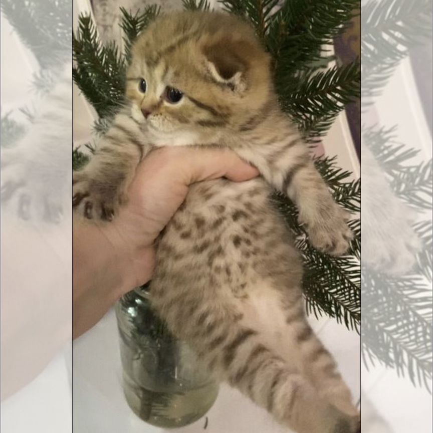 Шотландский вислоухий короткошёрстный котёнок